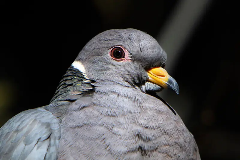 Band-tailed pigeon - Facts, Diet, Habitat & Pictures on Animalia.bio