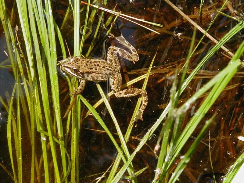Columbia spotted frog - Facts, Diet, Habitat & Pictures on Animalia.bio