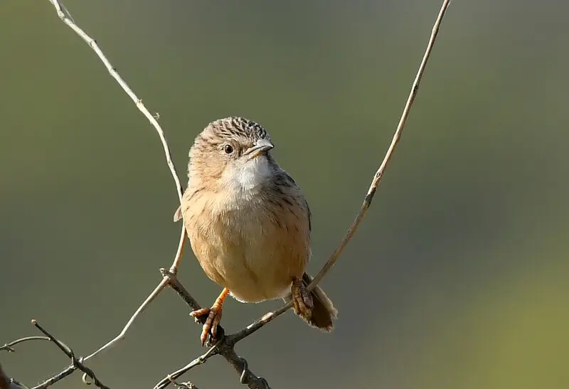 Common babbler - Facts, Diet, Habitat & Pictures on Animalia.bio