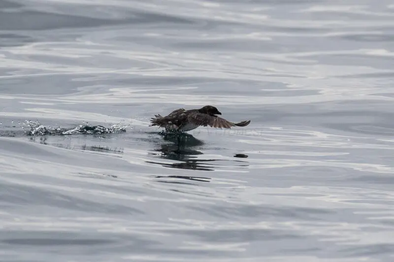 Common diving petrel - Facts, Diet, Habitat & Pictures on Animalia.bio