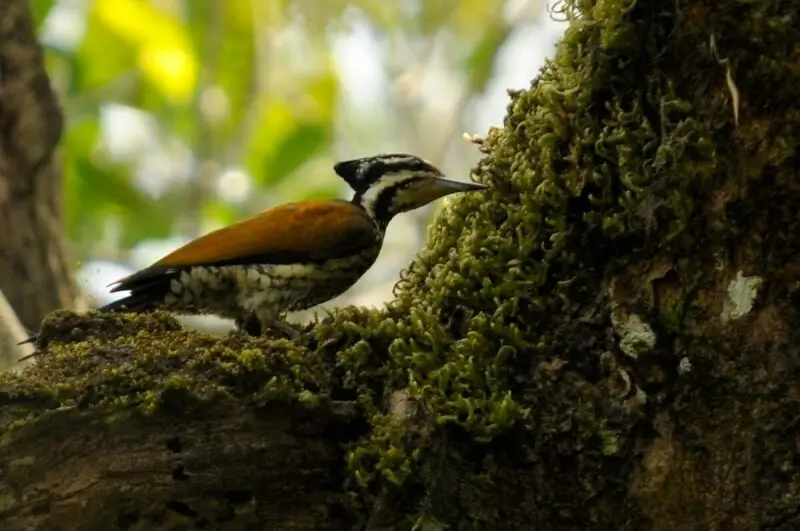 Common flameback - Facts, Diet, Habitat & Pictures on Animalia.bio
