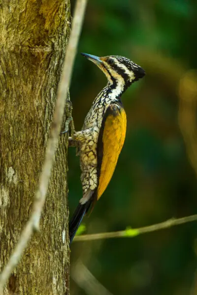 Common flameback - Facts, Diet, Habitat & Pictures on Animalia.bio