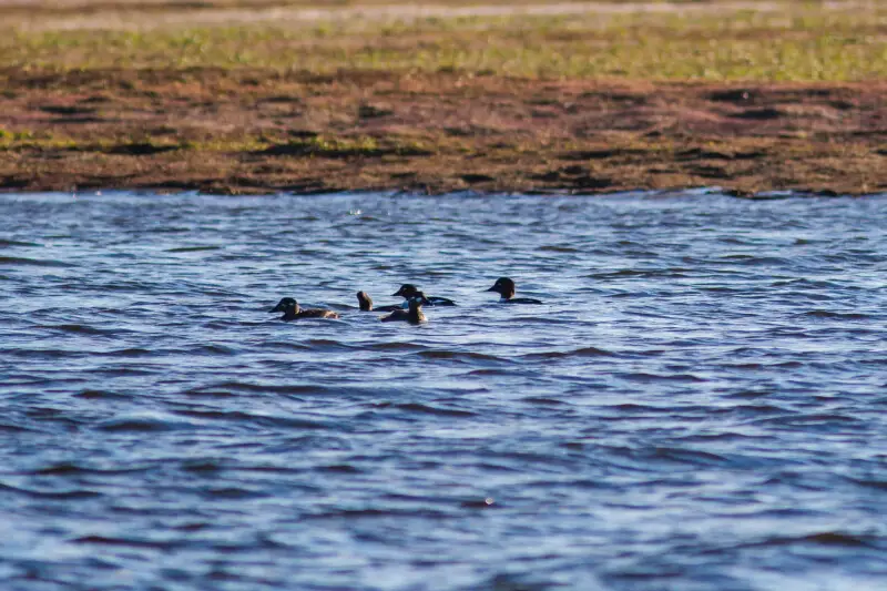 Common goldeneye - Facts, Diet, Habitat & Pictures on Animalia.bio