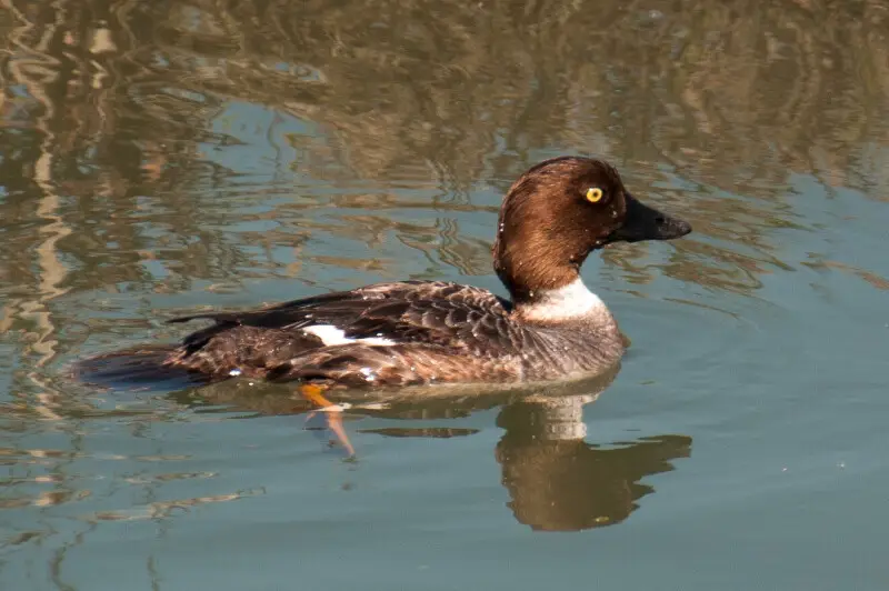 Common goldeneye - Facts, Diet, Habitat & Pictures on Animalia.bio