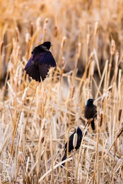 Common Grackle - Facts, Diet, Habitat & Pictures on Animalia.bio