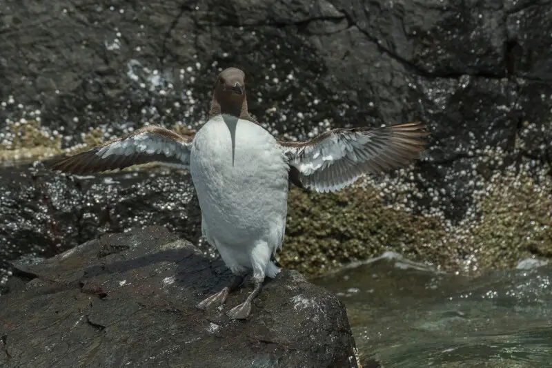 Common murre - Facts, Diet, Habitat & Pictures on Animalia.bio