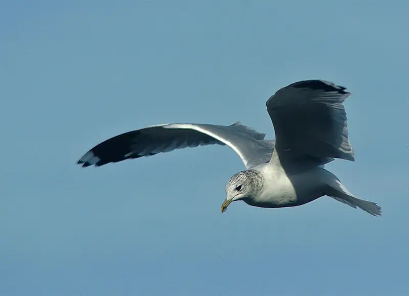 Common gull - Facts, Diet, Habitat & Pictures on Animalia.bio