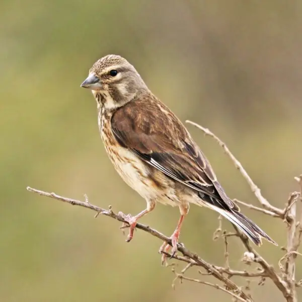 Common linnet - Facts, Diet, Habitat & Pictures on Animalia.bio