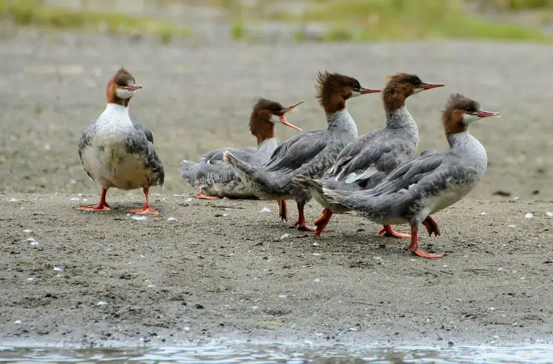 Common Merganser - Facts, Diet, Habitat & Pictures on Animalia.bio