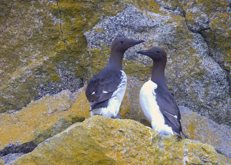 Common murre - Facts, Diet, Habitat & Pictures on Animalia.bio