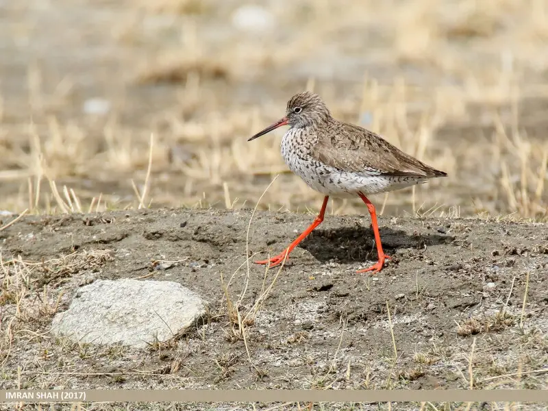 Common redshank - Facts, Diet, Habitat & Pictures on Animalia.bio