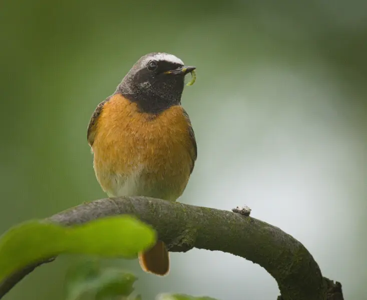 Горихвістка звичайна - факти, дієта, ареал і фотографії на Animalia.bio