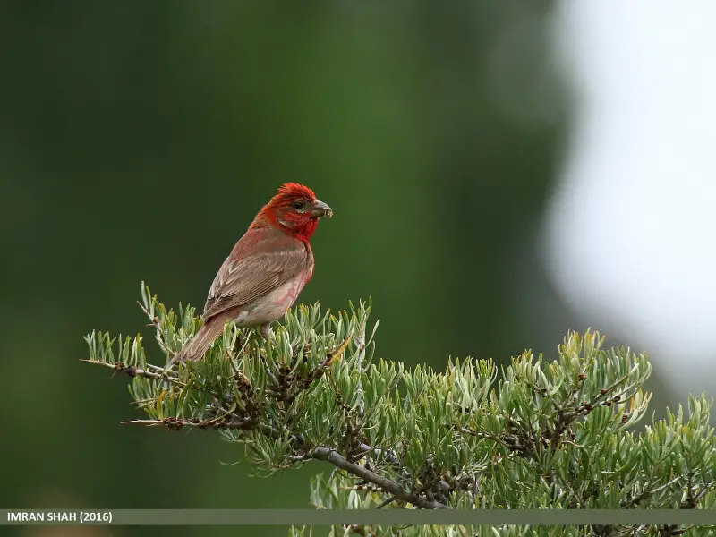 Common rosefinch - Facts, Diet, Habitat & Pictures on Animalia.bio