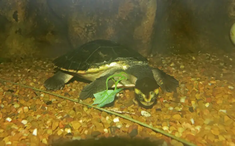 Red-bellied short-necked turtle - Facts, Diet, Habitat & Pictures on ...