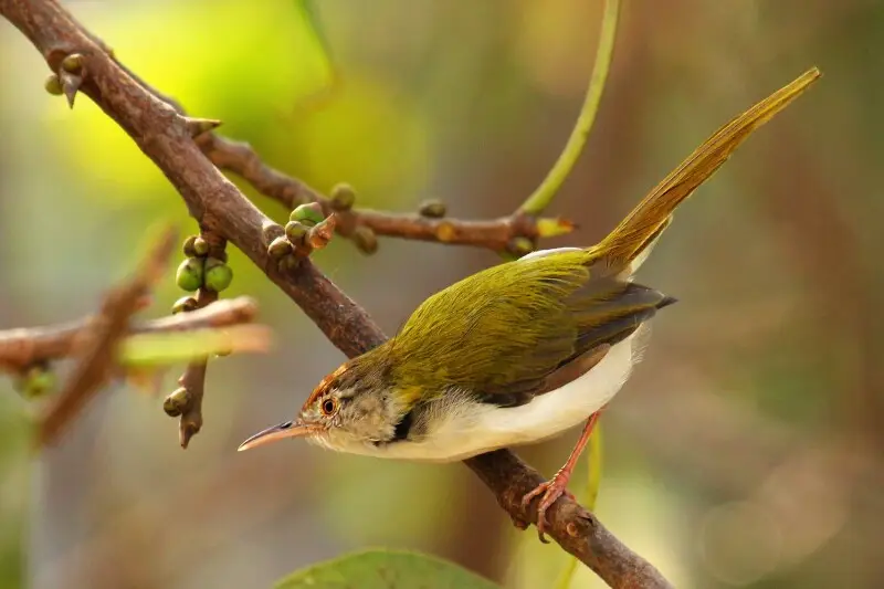 Common tailorbird - Facts, Diet, Habitat & Pictures on Animalia.bio
