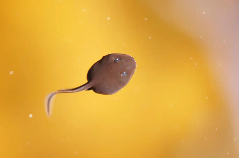 Common toad - Facts, Diet, Habitat & Pictures on Animalia.bio