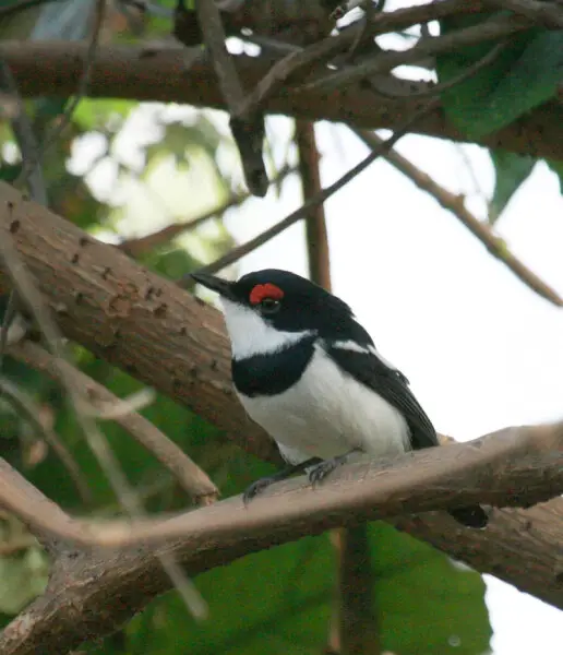 Brown-throated wattle-eye - Facts, Diet, Habitat & Pictures on Animalia.bio