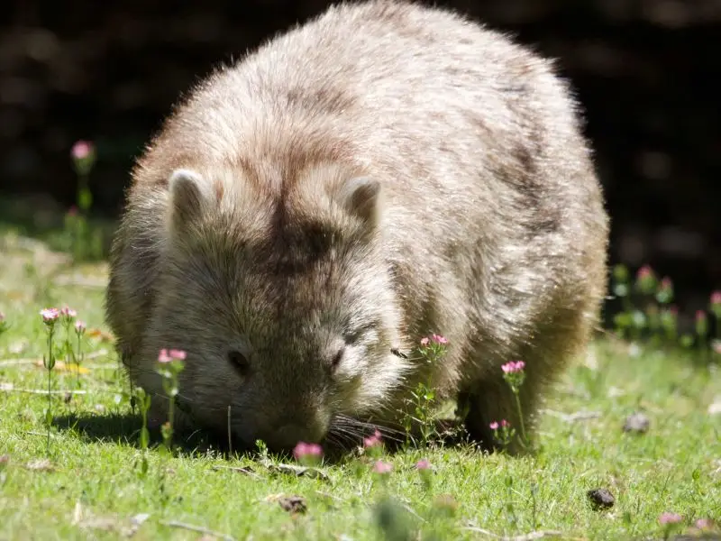 Common Wombat - Facts, Diet, Habitat & Pictures on Animalia.bio