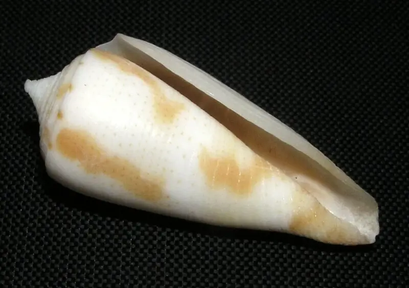 Conasprella guidopoppei - Facts, Diet, Habitat & Pictures on Animalia.bio