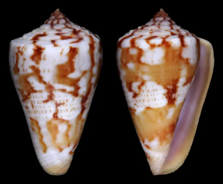 Conus jucundus - факти, дієта, ареал і фотографії на Animalia.bio