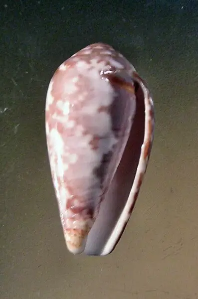 Conus achatinus - факти, дієта, ареал і фотографії на Animalia.bio
