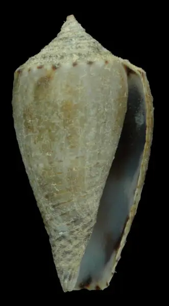 Conus achatinus - факти, дієта, ареал і фотографії на Animalia.bio