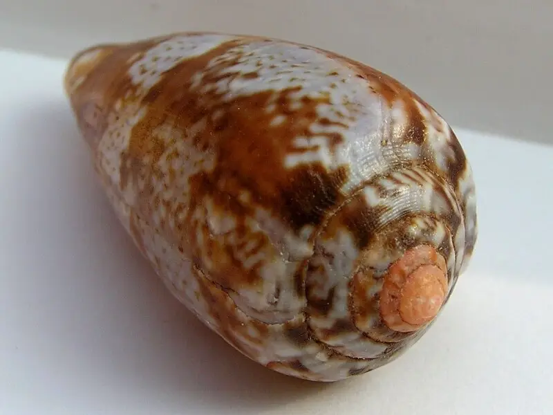 Conus amadis - Facts, Diet, Habitat & Pictures on Animalia.bio