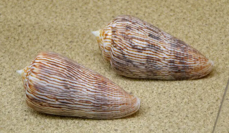 Conus australis - Facts, Diet, Habitat & Pictures on Animalia.bio