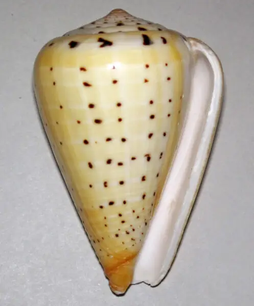 Conus betulinus - Facts, Diet, Habitat & Pictures on Animalia.bio