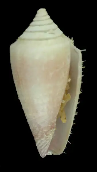 Conus boeticus - Facts, Diet, Habitat & Pictures on Animalia.bio