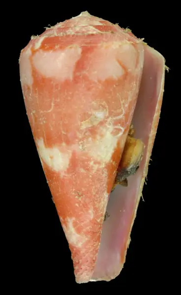 Conus boeticus - Facts, Diet, Habitat & Pictures on Animalia.bio