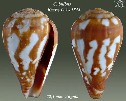Conus bulbus - факти, дієта, ареал і фотографії на Animalia.bio
