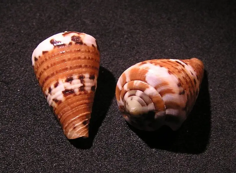 Conus capitaneus - Facts, Diet, Habitat & Pictures on Animalia.bio