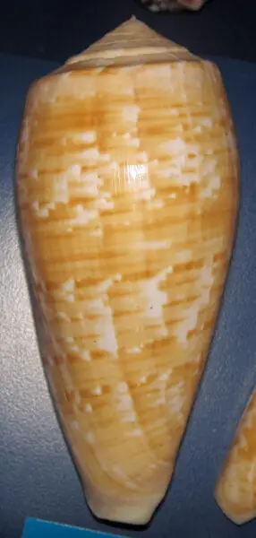Conus cervus - Facts, Diet, Habitat & Pictures on Animalia.bio