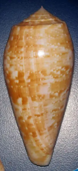 Conus cervus - факти, дієта, ареал і фотографії на Animalia.bio