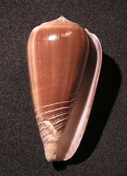 Conus radiatus - факти, дієта, ареал і фотографії на Animalia.bio