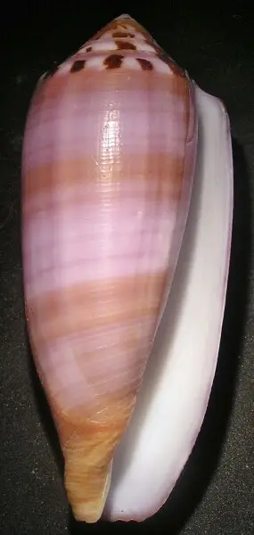 Conus circumcisus - Facts, Diet, Habitat & Pictures on Animalia.bio