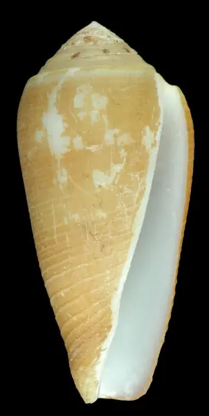 Conus circumcisus - Facts, Diet, Habitat & Pictures on Animalia.bio