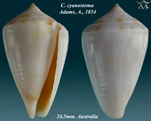 Conus cyanostoma - факти, дієта, ареал і фотографії на Animalia.bio