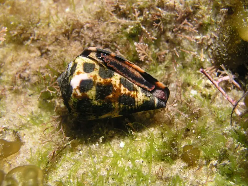 Conus ebraeus - факти, дієта, ареал і фотографії на Animalia.bio
