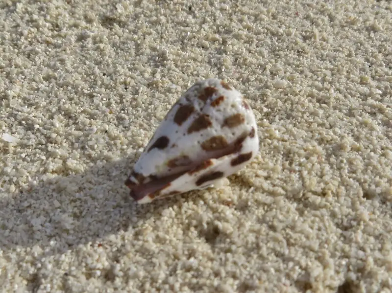 Conus ebraeus - Facts, Diet, Habitat & Pictures on Animalia.bio