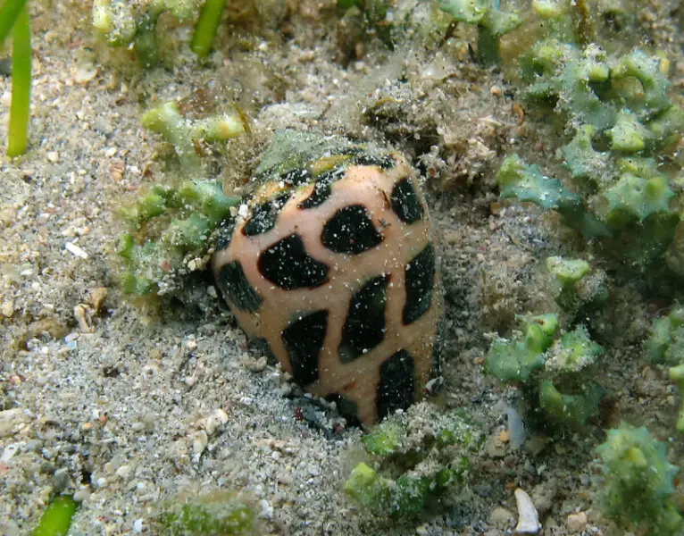 Conus ebraeus - Facts, Diet, Habitat & Pictures on Animalia.bio