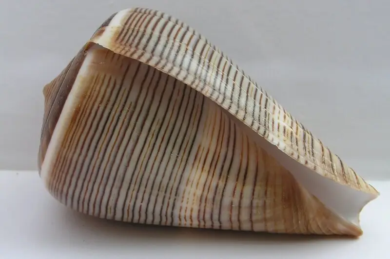 Conus figulinus - Facts, Diet, Habitat & Pictures on Animalia.bio