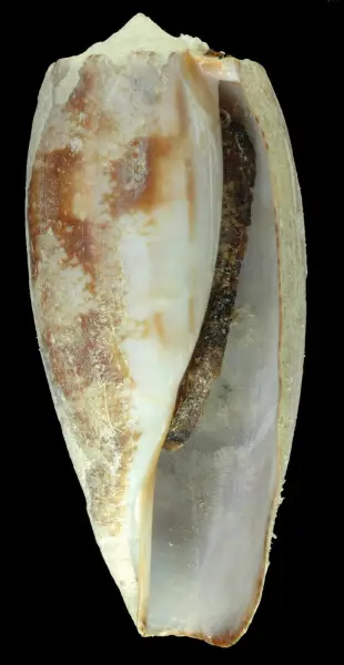 Conus geographus - Facts, Diet, Habitat & Pictures on Animalia.bio