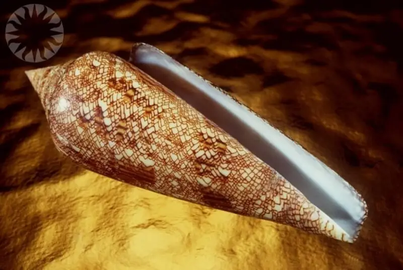 Conus gloriamaris - Facts, Diet, Habitat & Pictures on Animalia.bio