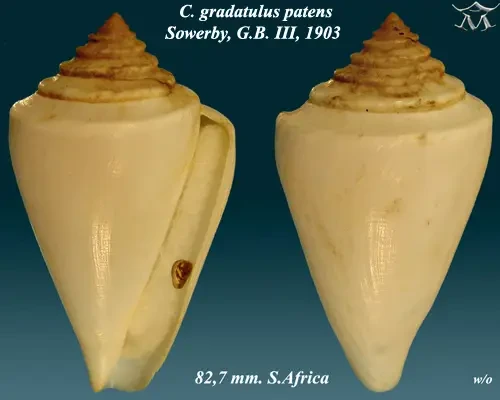 Conus gradatulus - факти, дієта, ареал і фотографії на Animalia.bio