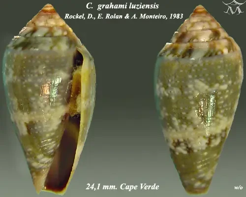 Conus grahami - факти, дієта, ареал і фотографії на Animalia.bio
