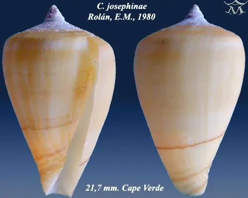 Conus josephinae - Facts, Diet, Habitat & Pictures on Animalia.bio