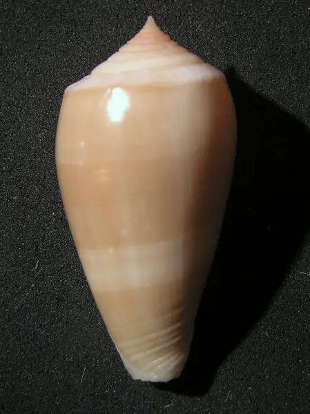 Conus leobottonii - факти, дієта, ареал і фотографії на Animalia.bio