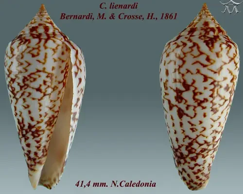 Conus lienardi - факти, дієта, ареал і фотографії на Animalia.bio
